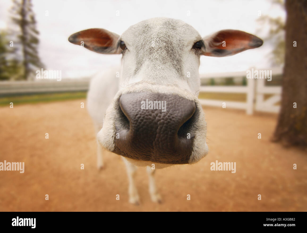 Animales De Aspecto Tonto