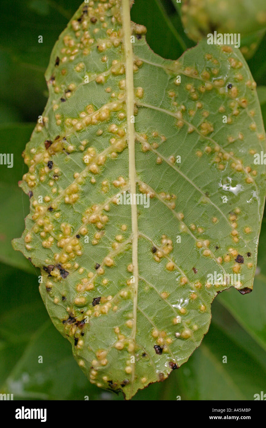 Xanthomonas Sp Xanthomonas — Wikipédia