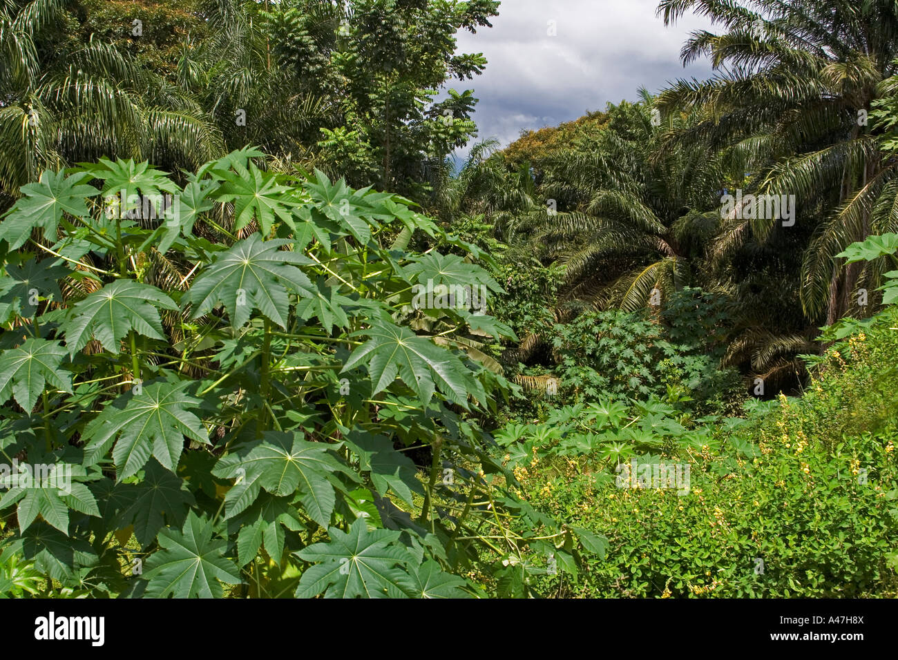 Vegetación De La Selva Tropical Ecuatorial