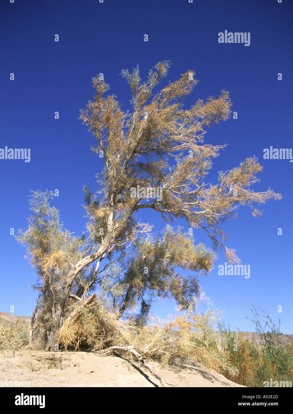 Árbol de humo, Anza Borrego Desert, California Fotografía de stock - Alamy