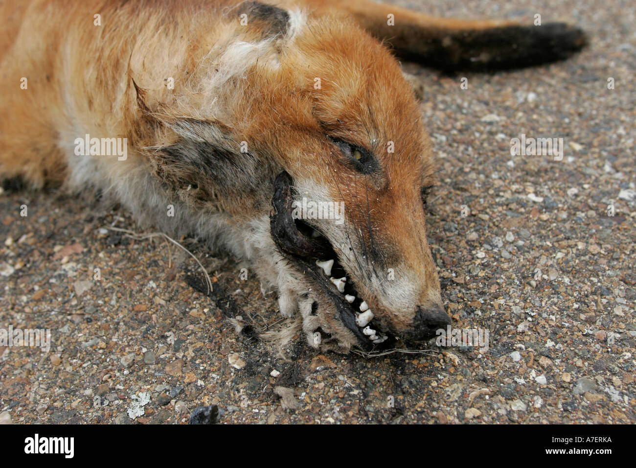 Se Usa Roadkill En Comida Para Perros
