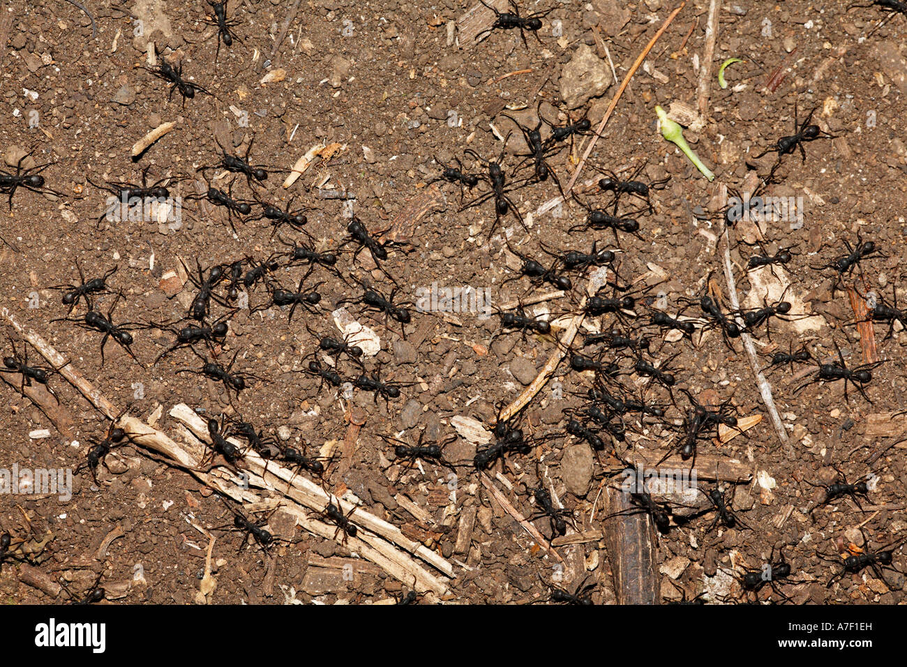 Hormigas de la fotografías e imágenes de alta resolución - Alamy