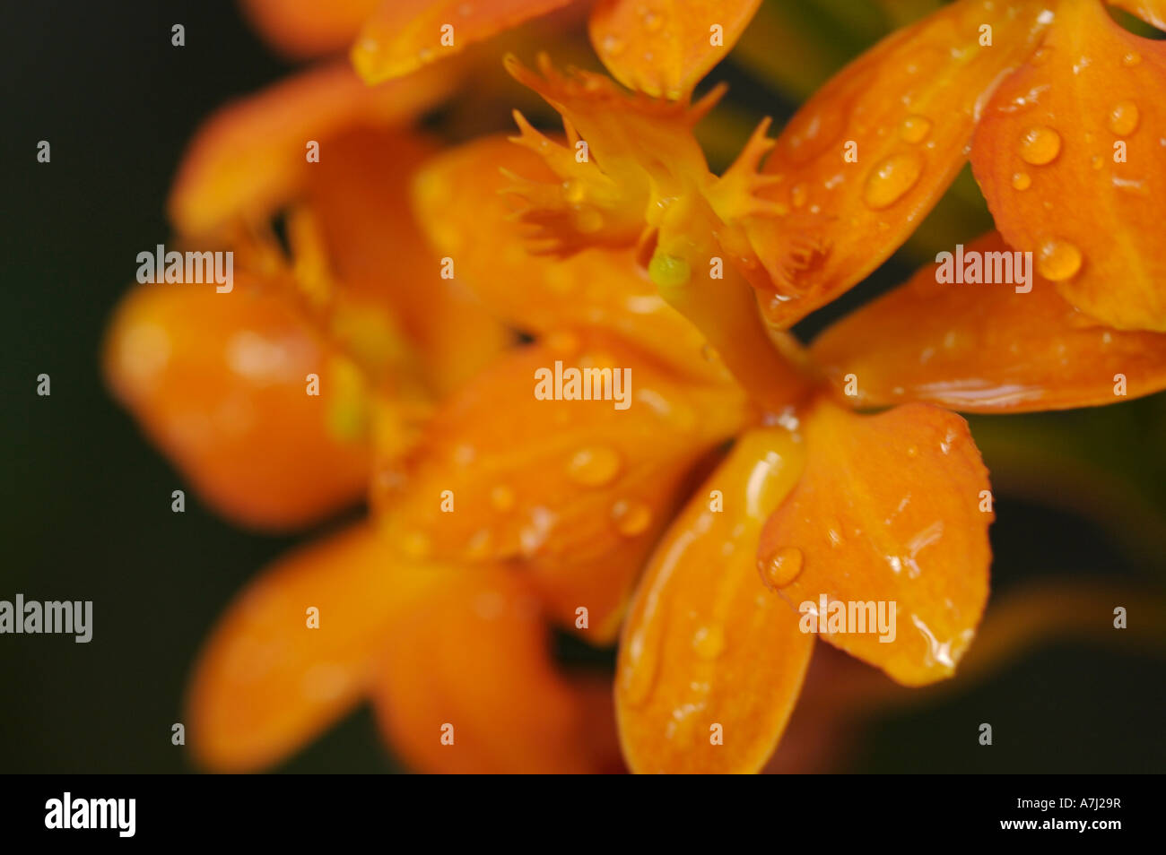 Orquideas peruanas fotografías e imágenes de alta resolución - Alamy