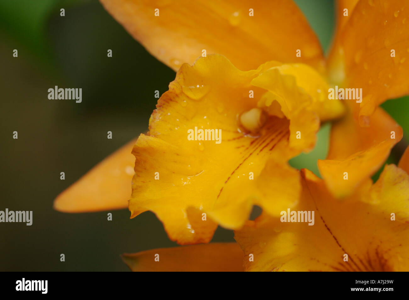 Orquideas peruanas fotografías e imágenes de alta resolución - Alamy