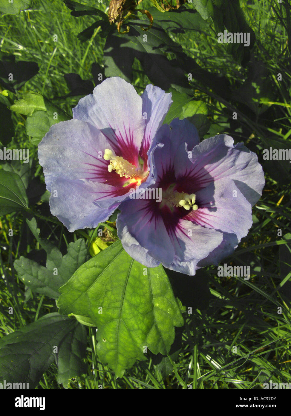 Shrubby Althaea Rosa De Sharon Hibiscus Syriacus Las Flores La