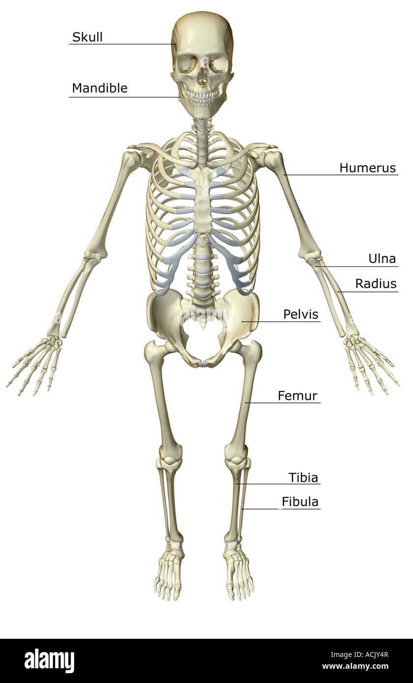 Resultado De Imagen Para Sistema Esqueletico Basic Anatomy And