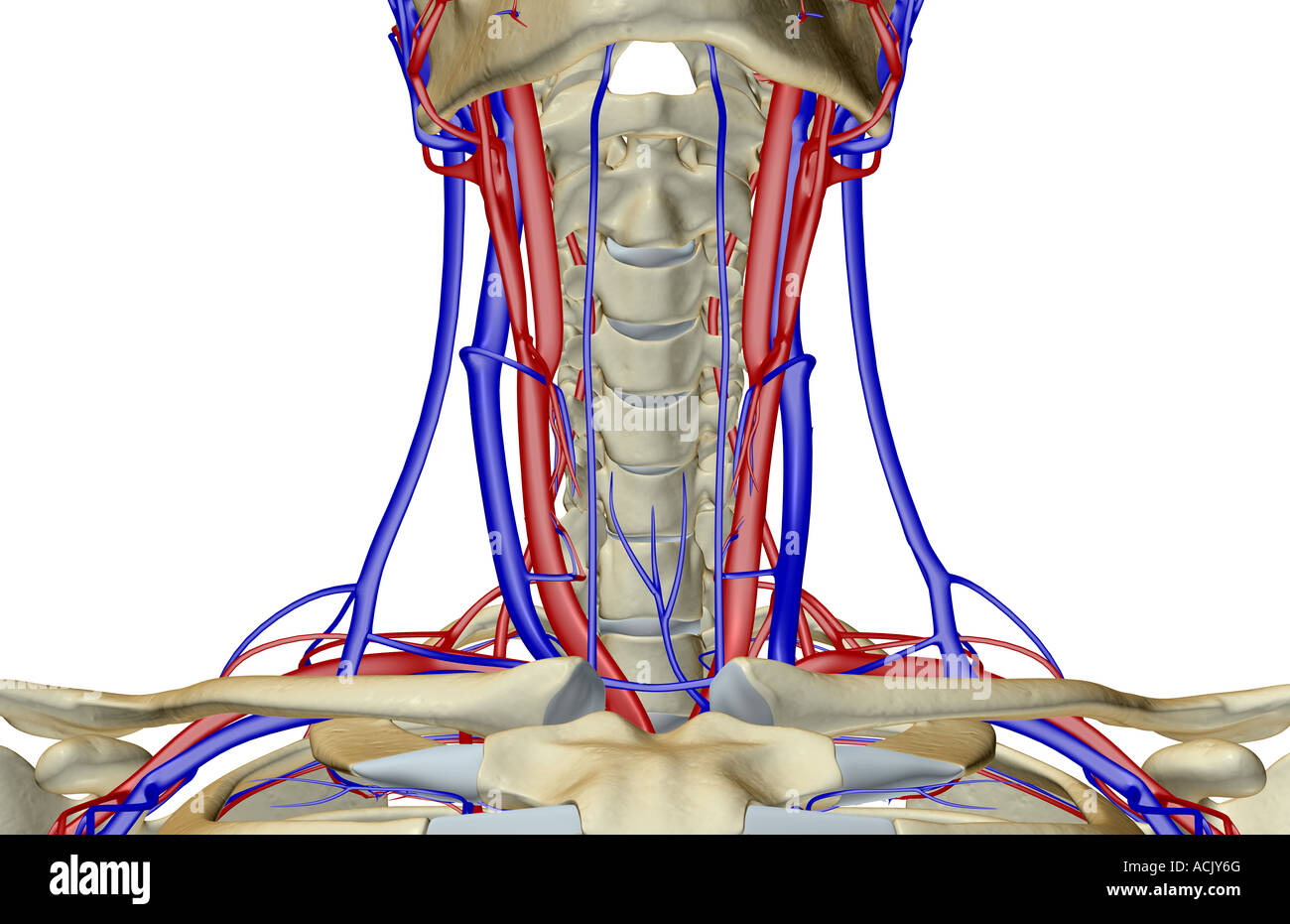 Vena Yugular Externa: Anatomía, Afluentes Y Drenaje Kenhub, 45% OFF
