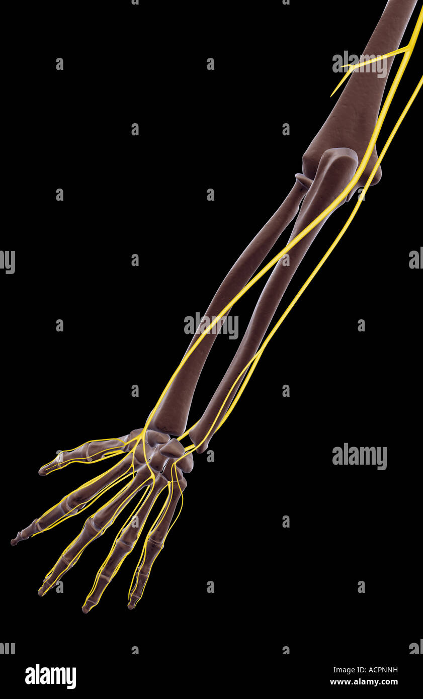 Anatomia Del Brazo Y Sus Nervios