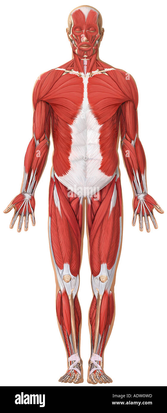 El Sistema Muscular Humano Para Dibujar Sistema Muscular Del Images ... El Sistema Muscular Humano Para Dibujar Sistema Muscular Del Images ...