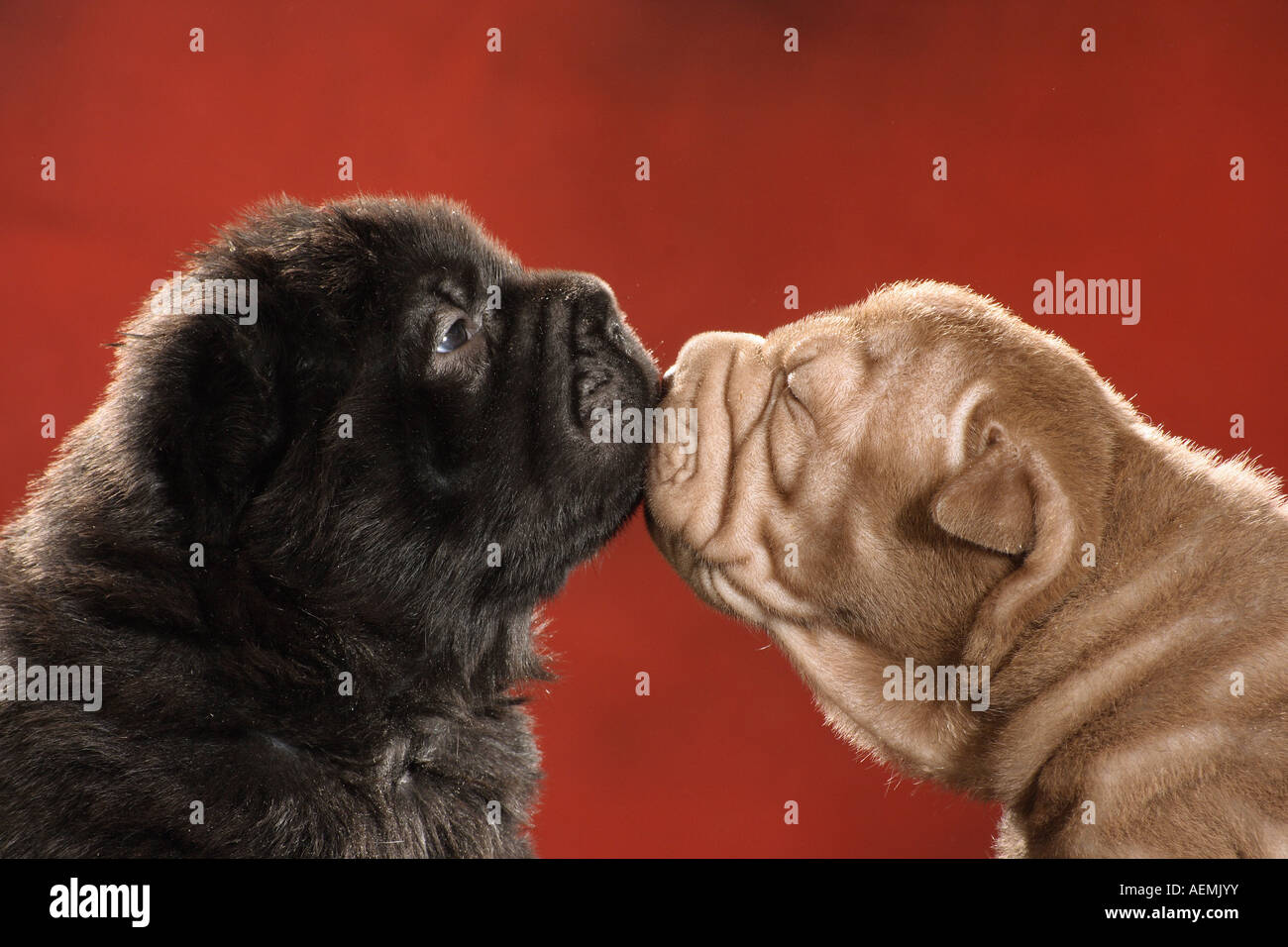 Los Perros Se Besan Para Mostrar Afecto