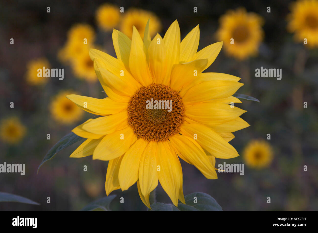 Amanecer En El Girasol Fotografías E Imágenes De Alta Resolución Alamy