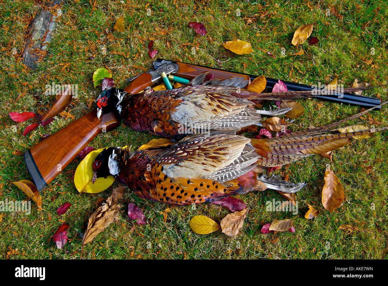 Calibre 28 fotografías e imágenes de alta resolución - Alamy