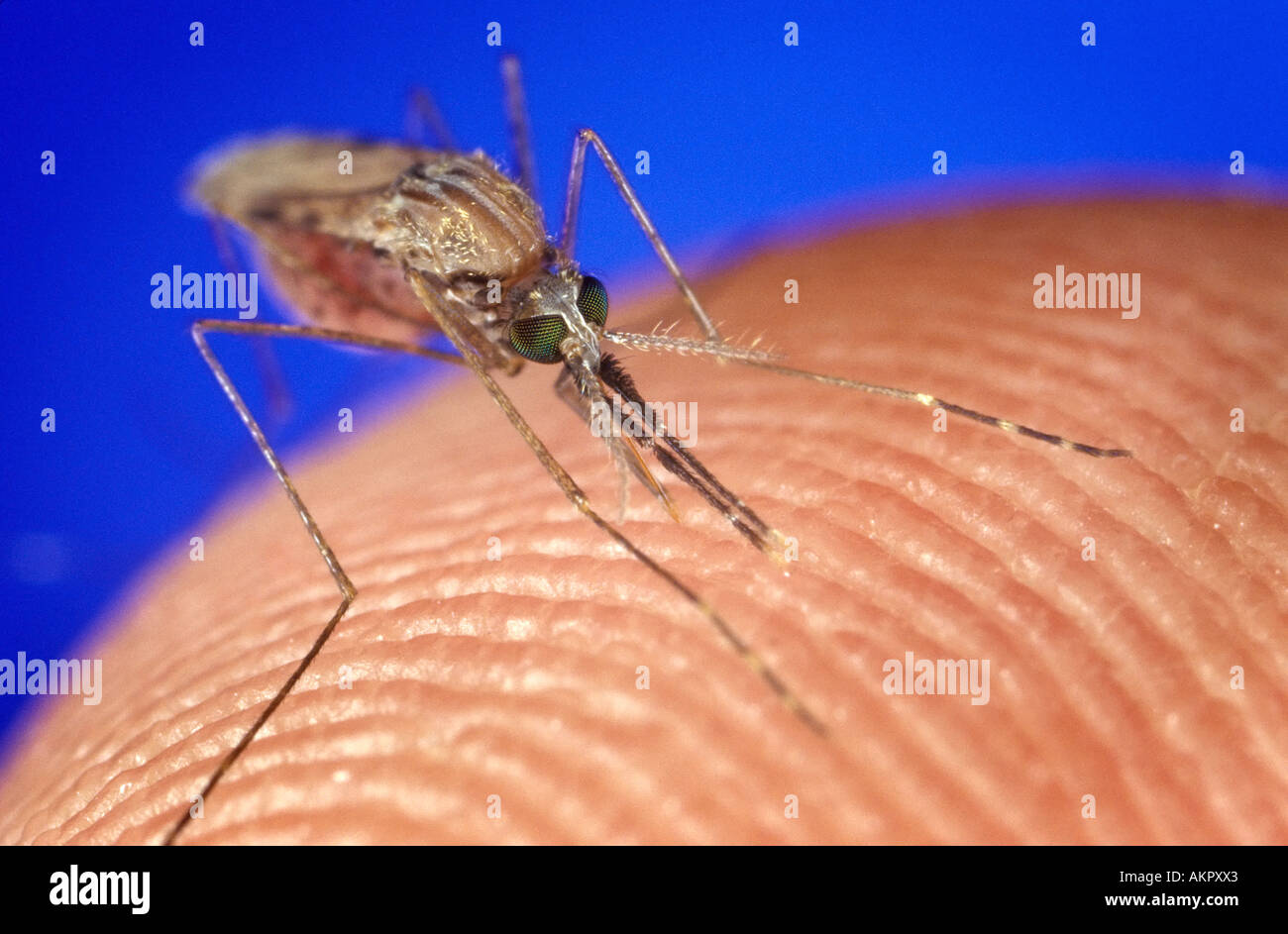 Hembra De Alimentación Del Mosquito Anopheles Gambiae Mostrado