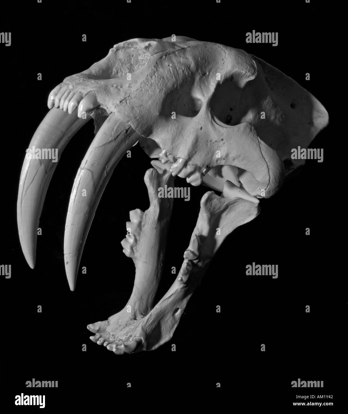 Sabretooth fotografías e imágenes de alta resolución - Alamy