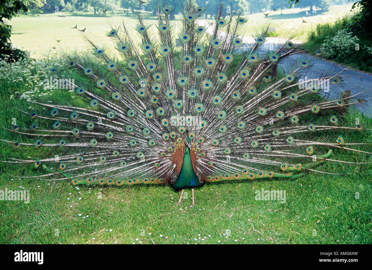 Pavo Real En Ingles