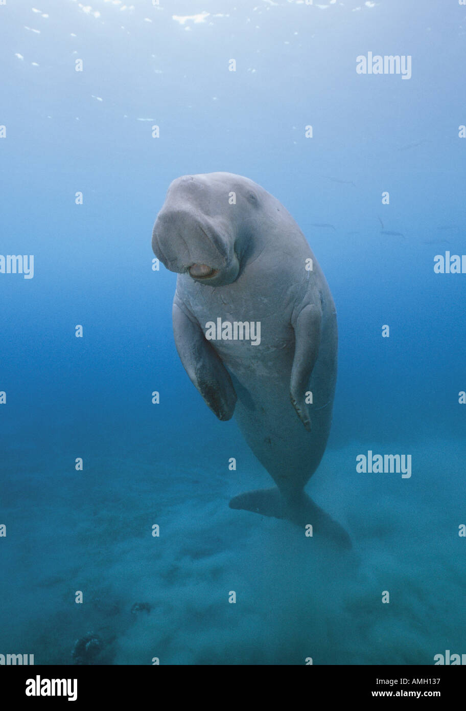 Dugong Marina