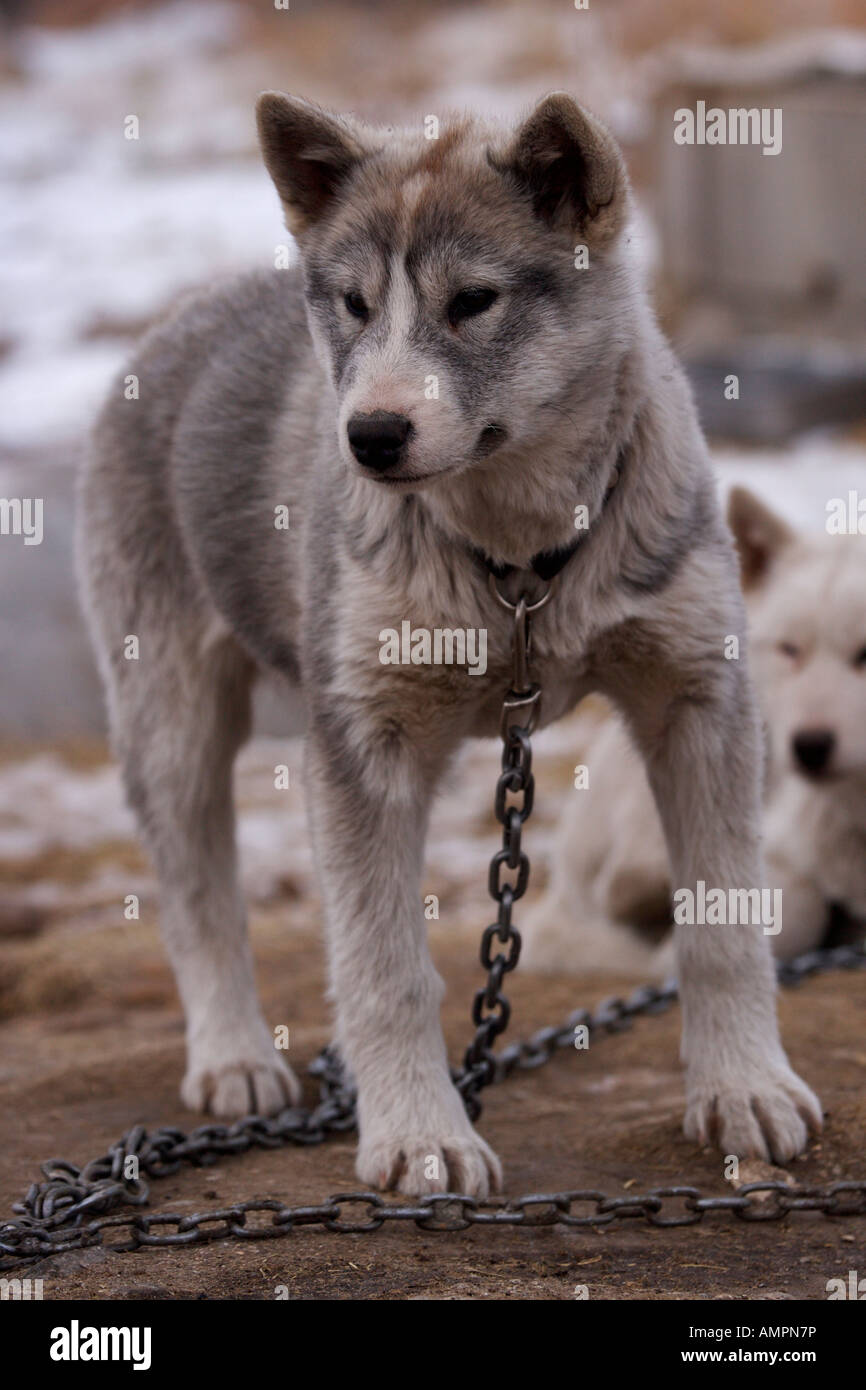 Son Perros Esquimales Quisquillosos
