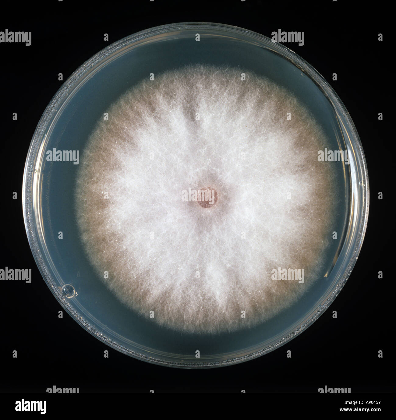 Una cultura de los hongos fitopatógenos Fusarium oxysporum en placa de ... Una cultura de los hongos fitopatógenos Fusarium oxysporum en placa de ...