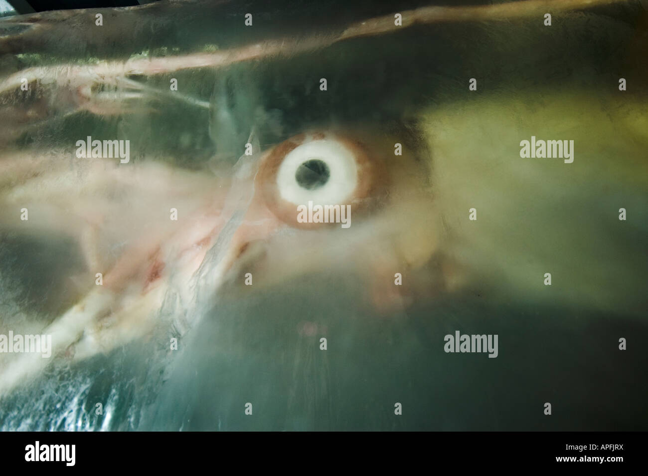 Ojo De Calamar Gigante