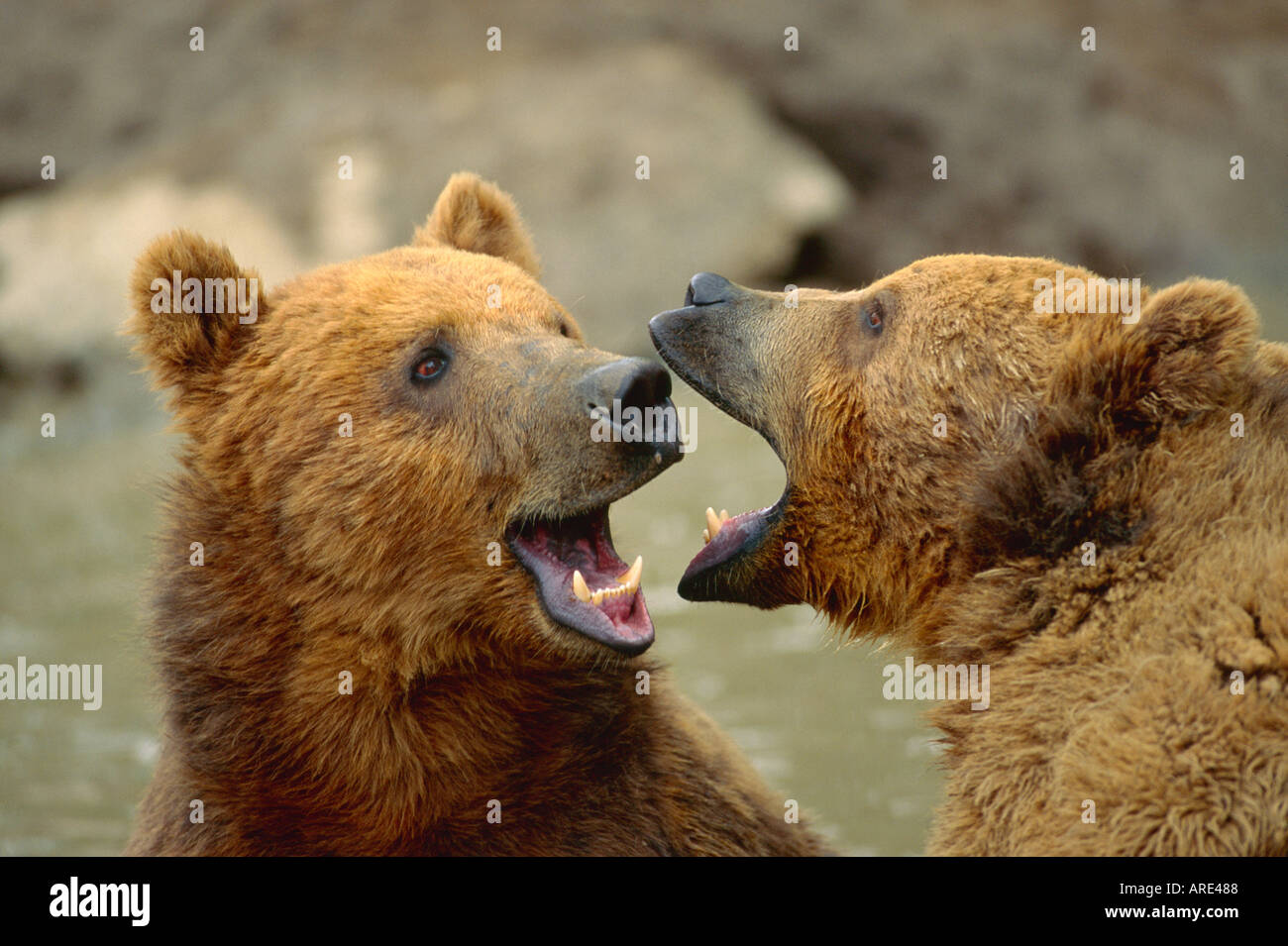 Fotos De Osos Chistosos