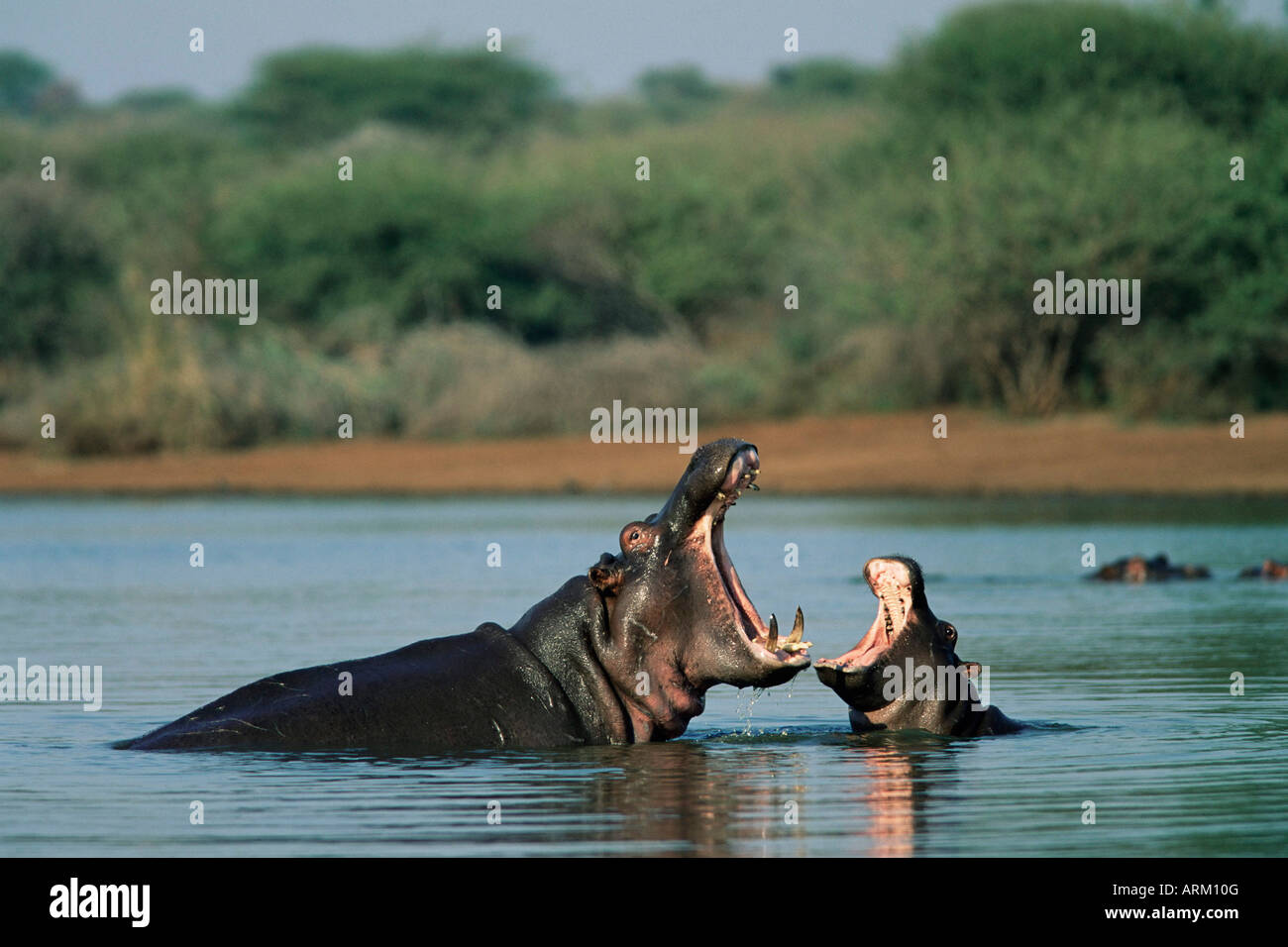 Los Hipopótamos Comunes Los Hipopótamos Hippopotamus Amphibius