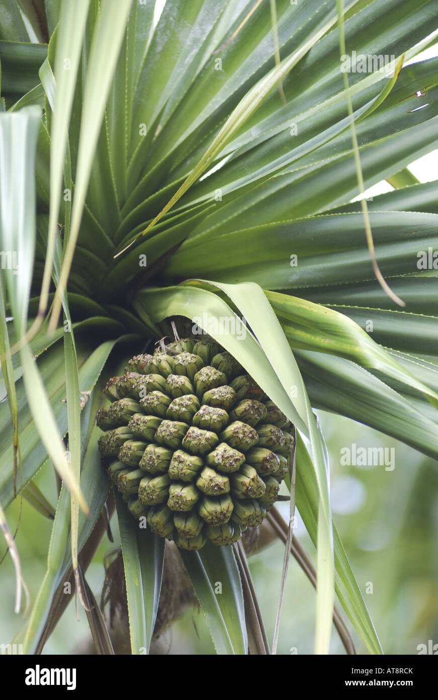 Clúster de hojas verdes (Lau hala) y se asemeja a una piña fruta de un ...