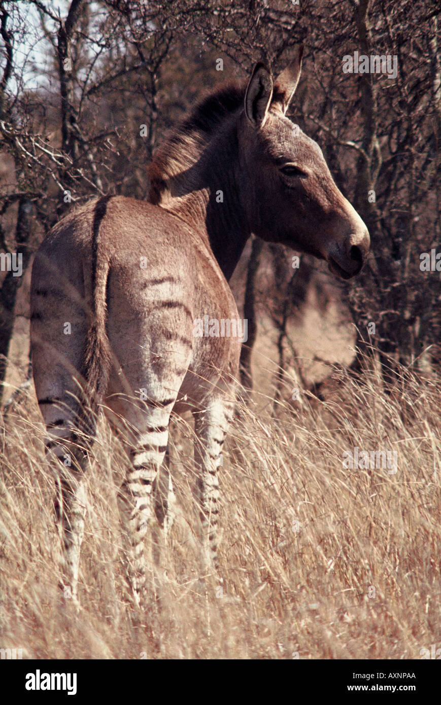 Mitad Burro Mitad Cebra