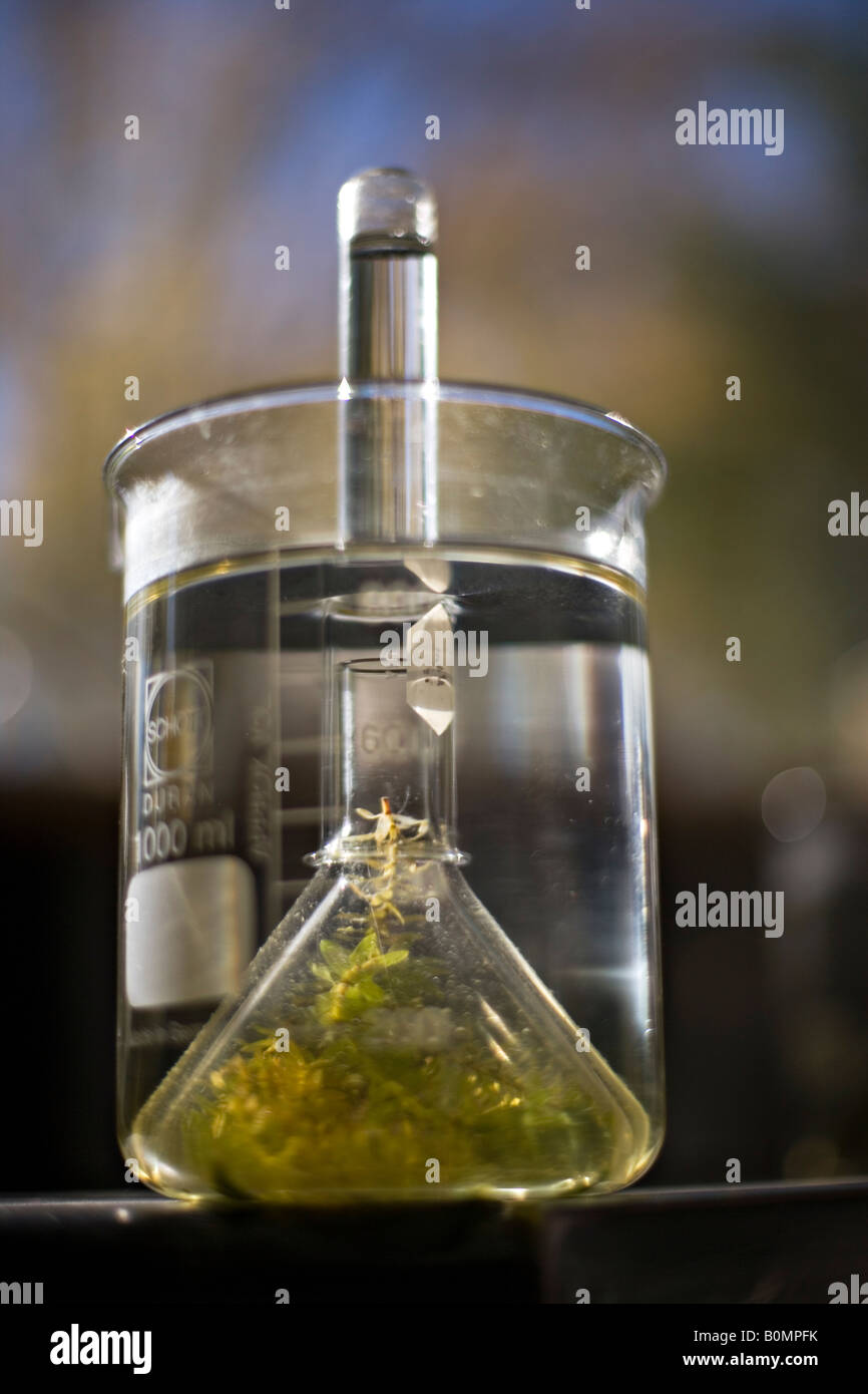 Planta De Elodea En Tubo De Ensayo