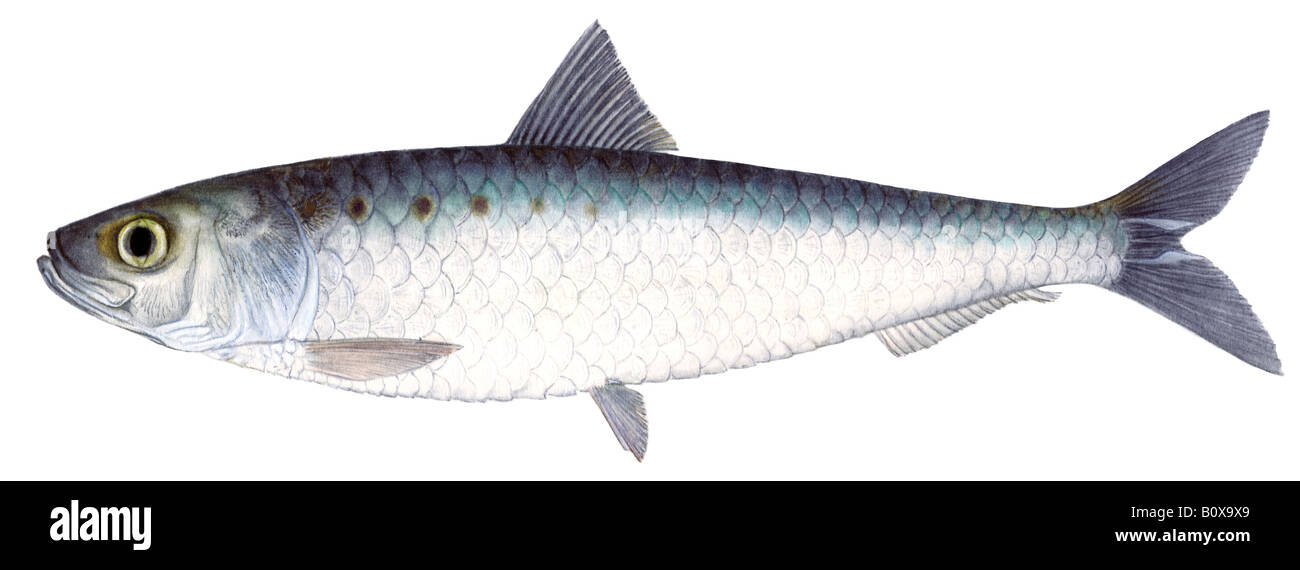 Dibujos De Sardinas Para Imprimir Dibujos Emoticonos Para Imprimir ...