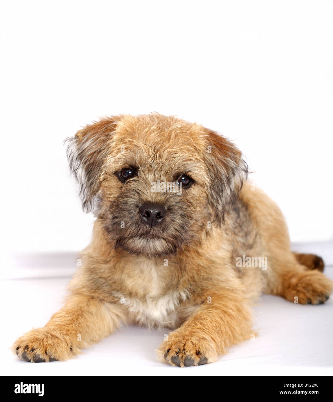 Son Border Terriers Perros Apestosos
