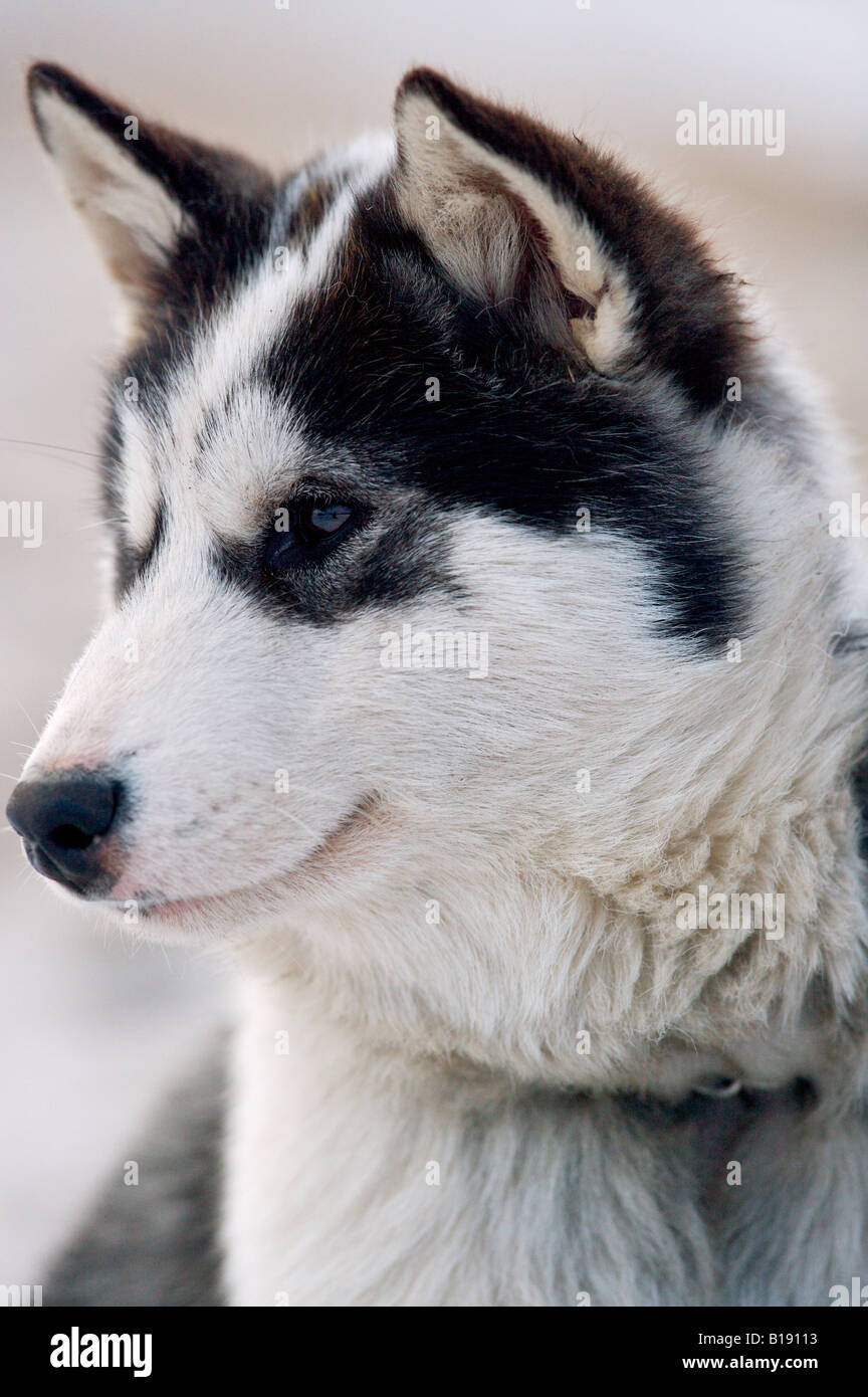 Son Perros Esquimales Canadienses Ruidosos