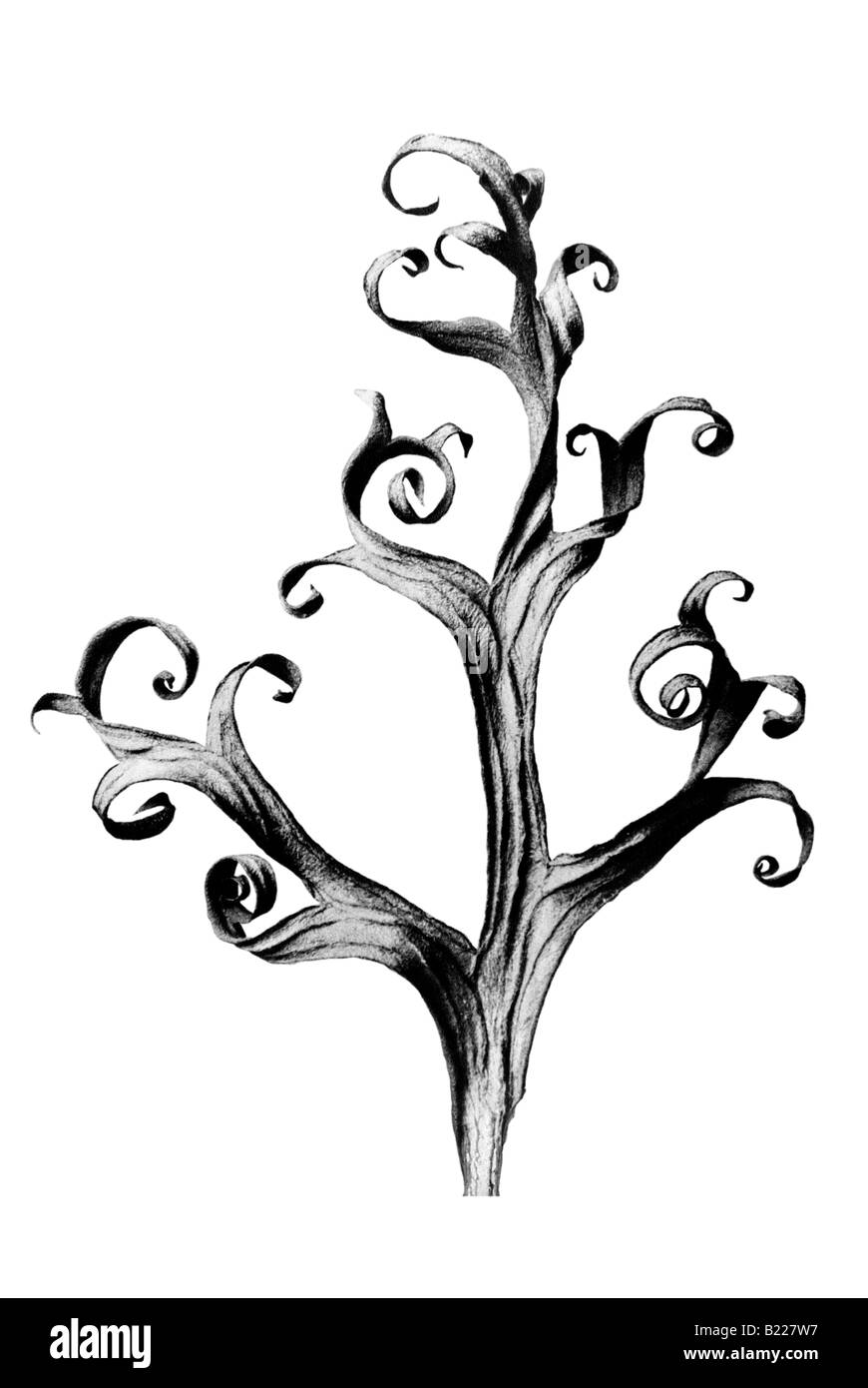 Wall Décor Home & Living Prints Vintage Larkspur by Karl Blossfeldt ...