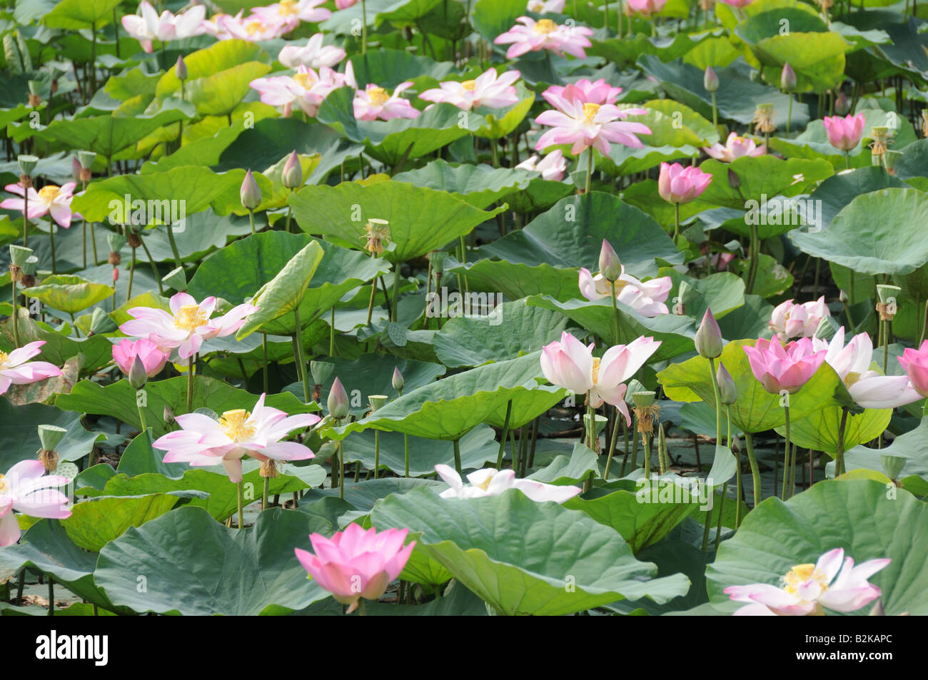 Flores De Loto Fotografías E Imágenes De Alta Resolución Alamy
