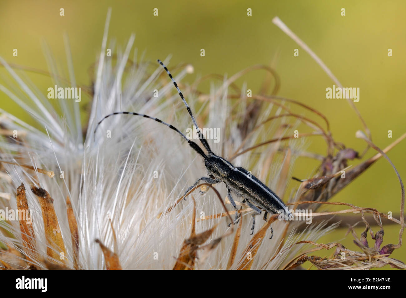 Una imagen de un insecto que tienen antenas largas Fotografía de stock ...