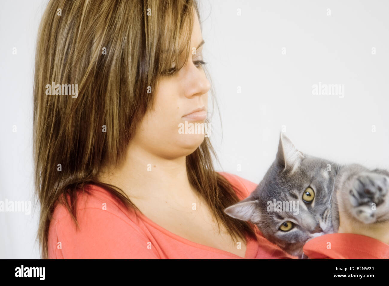 Modelo de gato fotografías e imágenes de alta resolución - Alamy