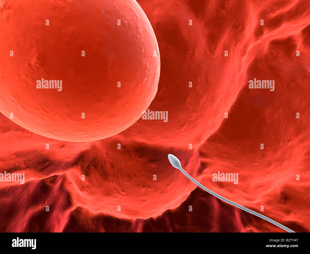 Óvulos Y Espermatozoides Humanos Fotografía De Stock Alamy