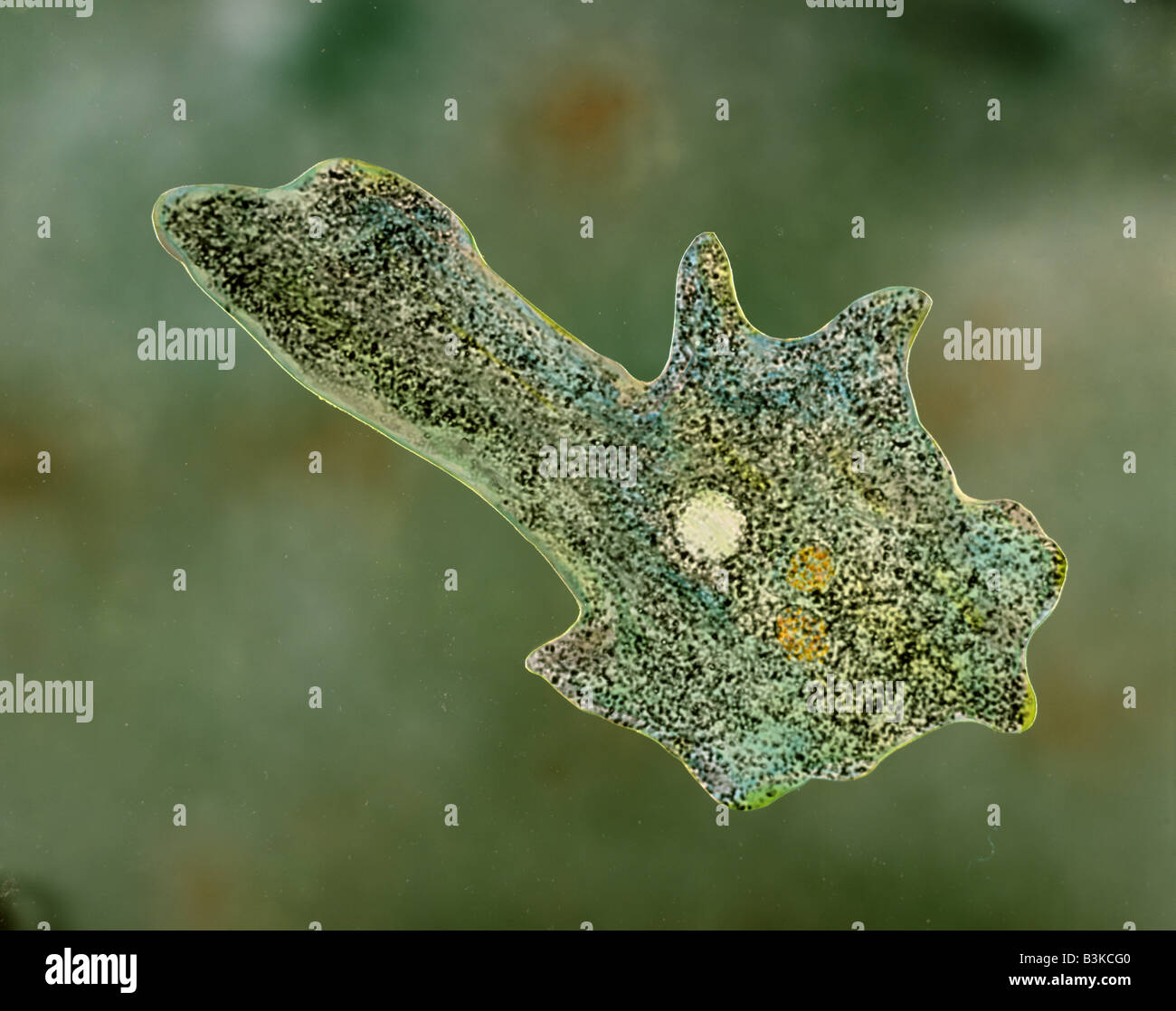 Amoeba proteus for kids - vseratee