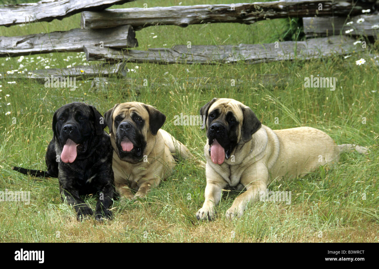 Cual Es La Diferencia Entre Un Bullmastiff Y Un Mastin Ingles