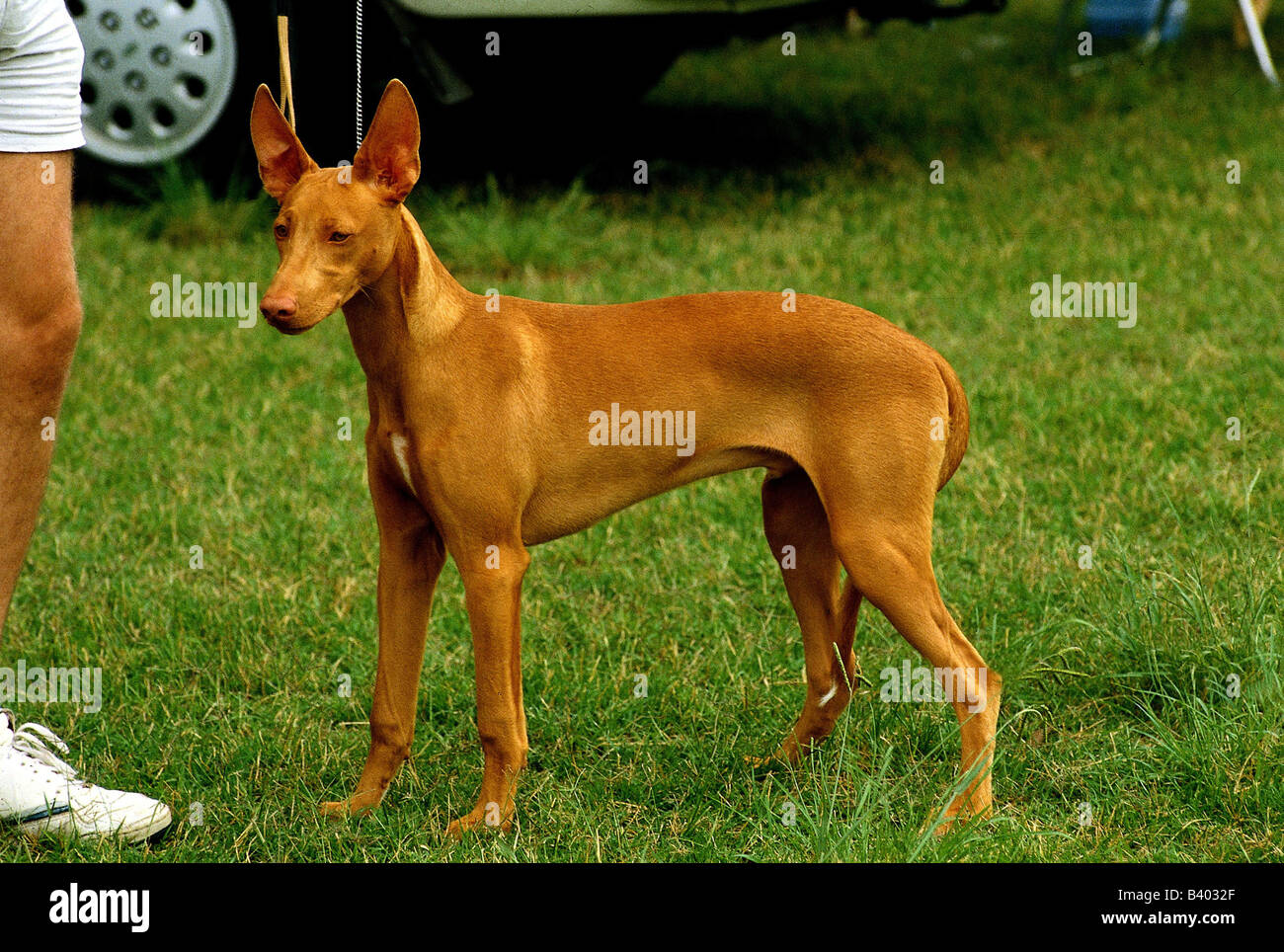 Es Un Sabueso Faraon Una Buena Mascota