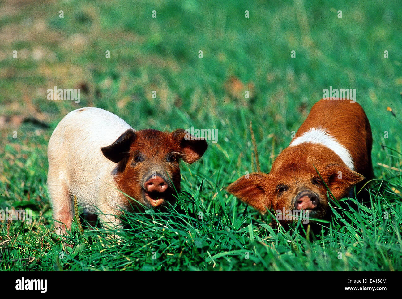 como el desayuno calcular realimentación colores de cerdos A veces ...