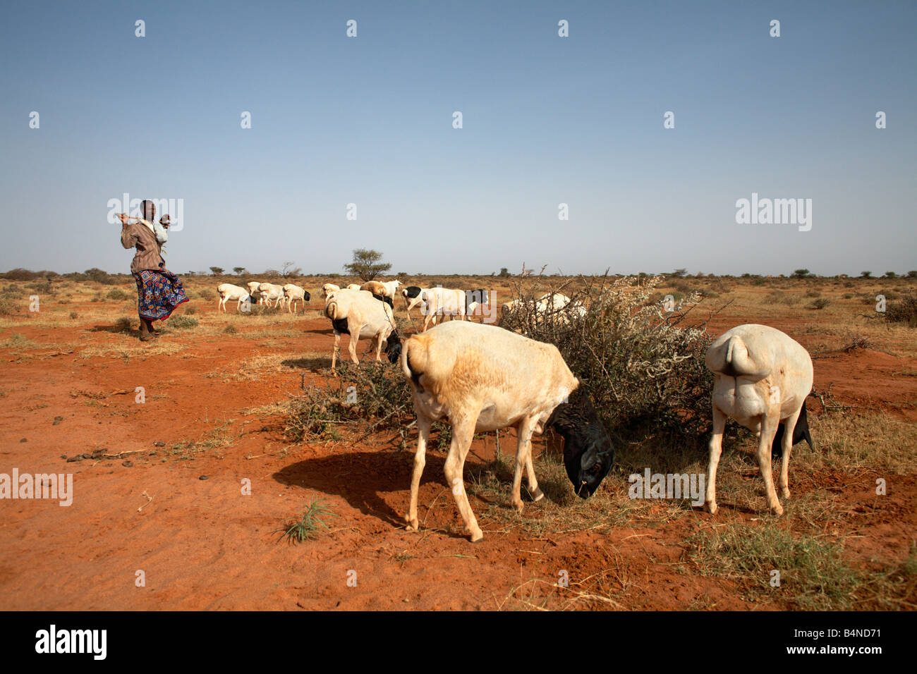 Nómada Somalia Fotografías E Imágenes De Alta Resolución Alamy