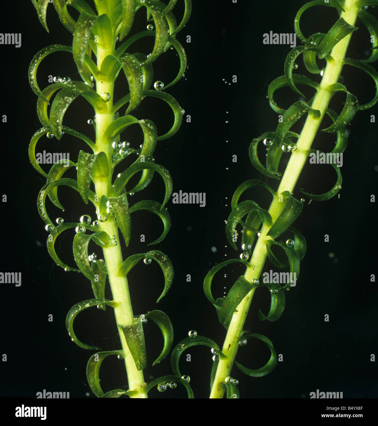 Planta De Elodea En Tubo De Ensayo