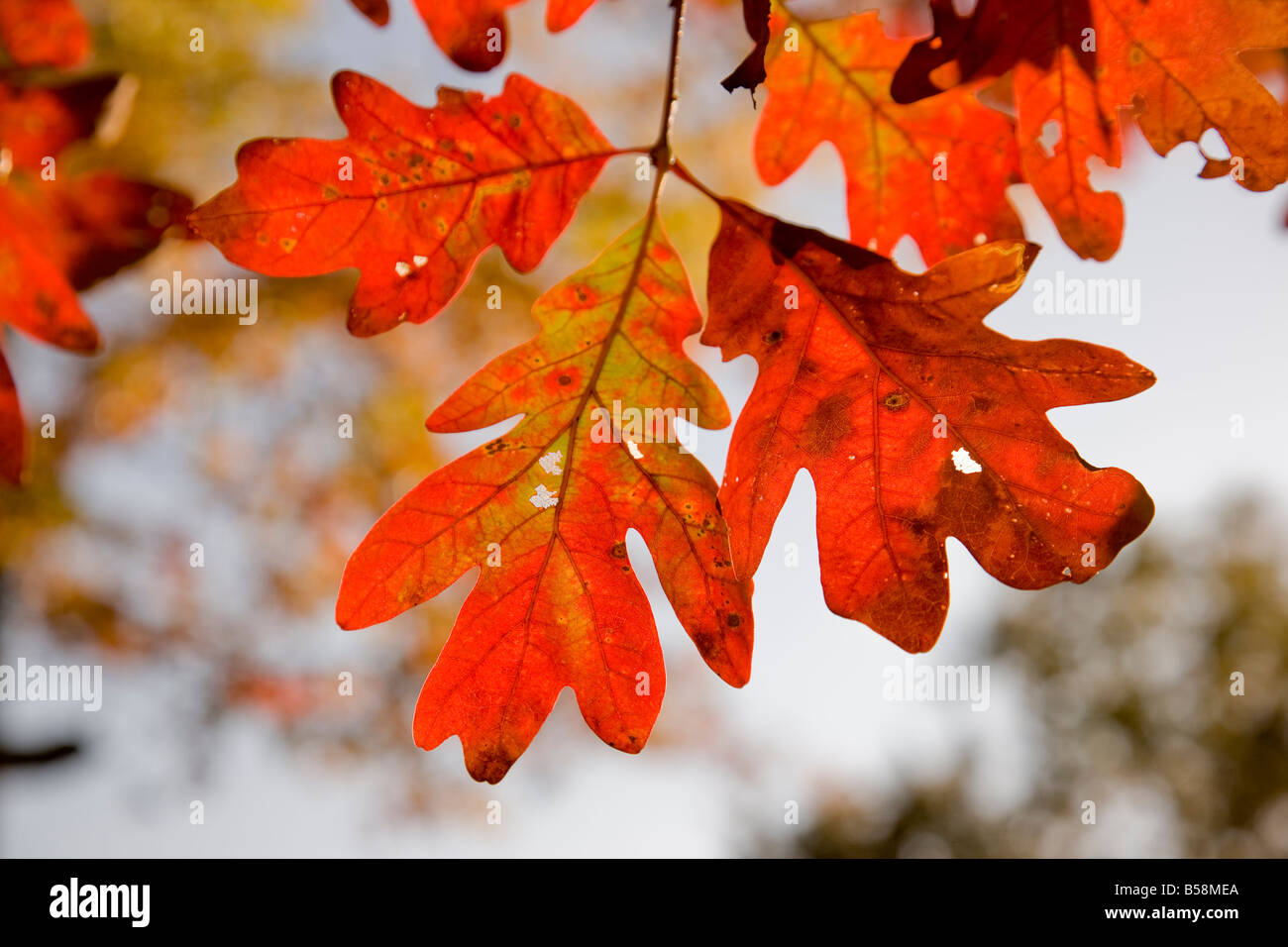 Roble Blanco En Otoño