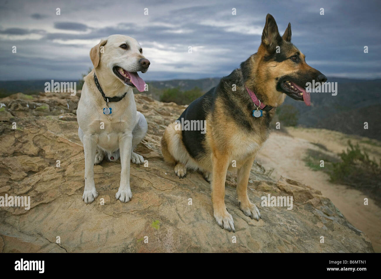 Son Buenos Perros Mezcla De Labrador Pastor Aleman