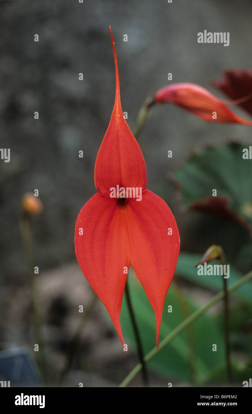 Orquideas peruanas fotografías e imágenes de alta resolución - Alamy