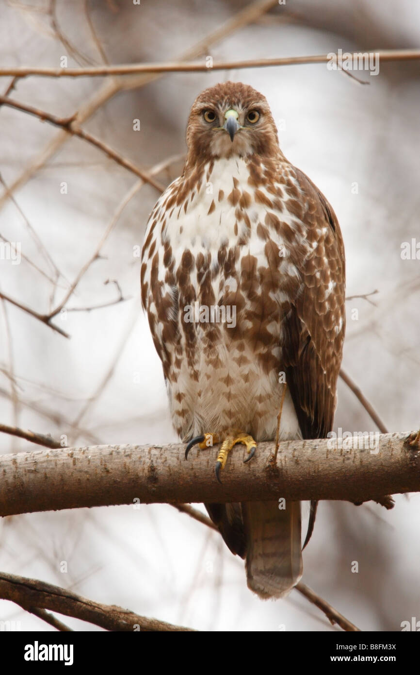 Garra De Zarzamora Y Escarcha De Halcón