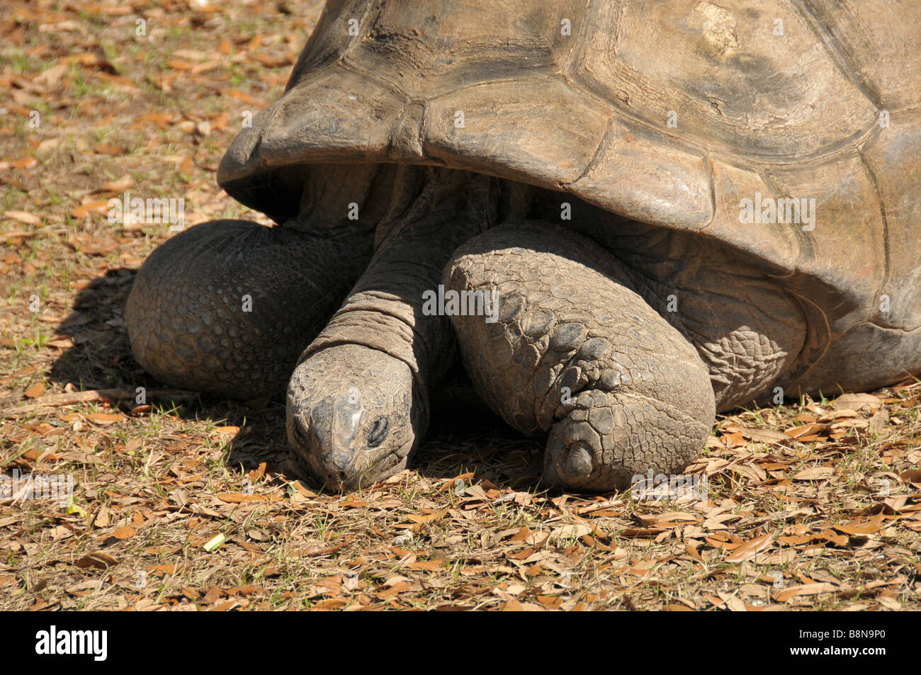Tortuga Aldabra Adulta