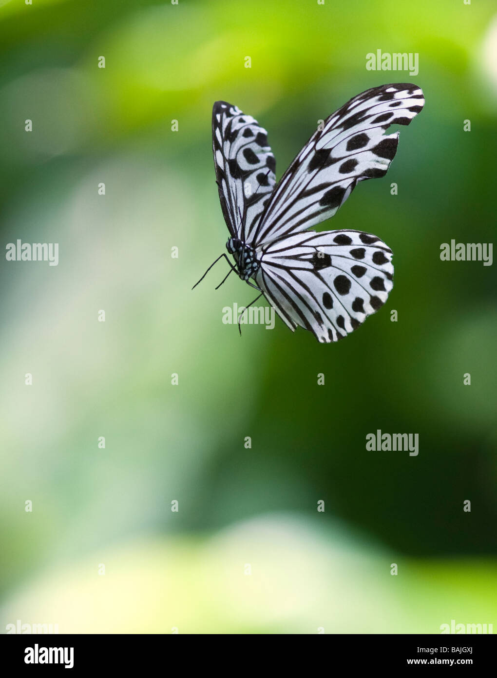 Mariposas Reales Volando