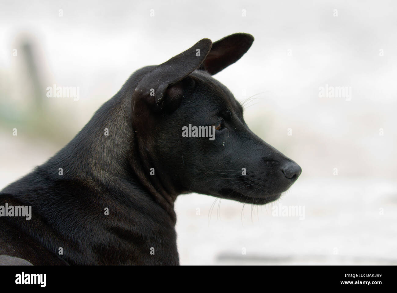 Puedes Ver Perros En Phu Quoc