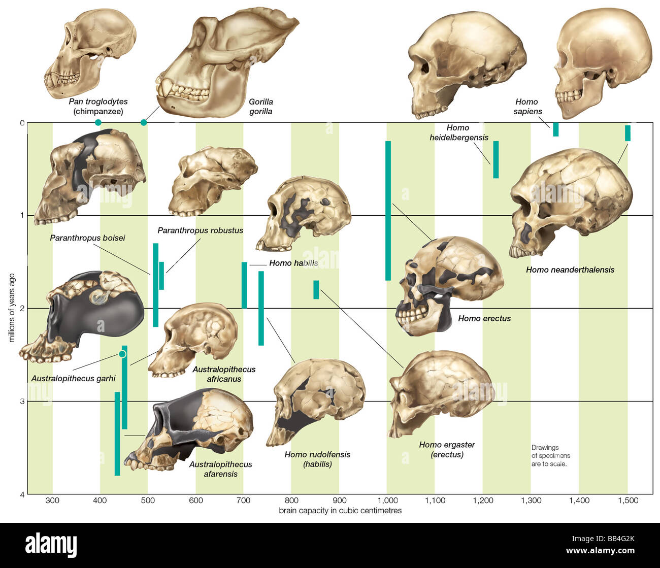 Evolución Futura De Los Cráneos De Hombre